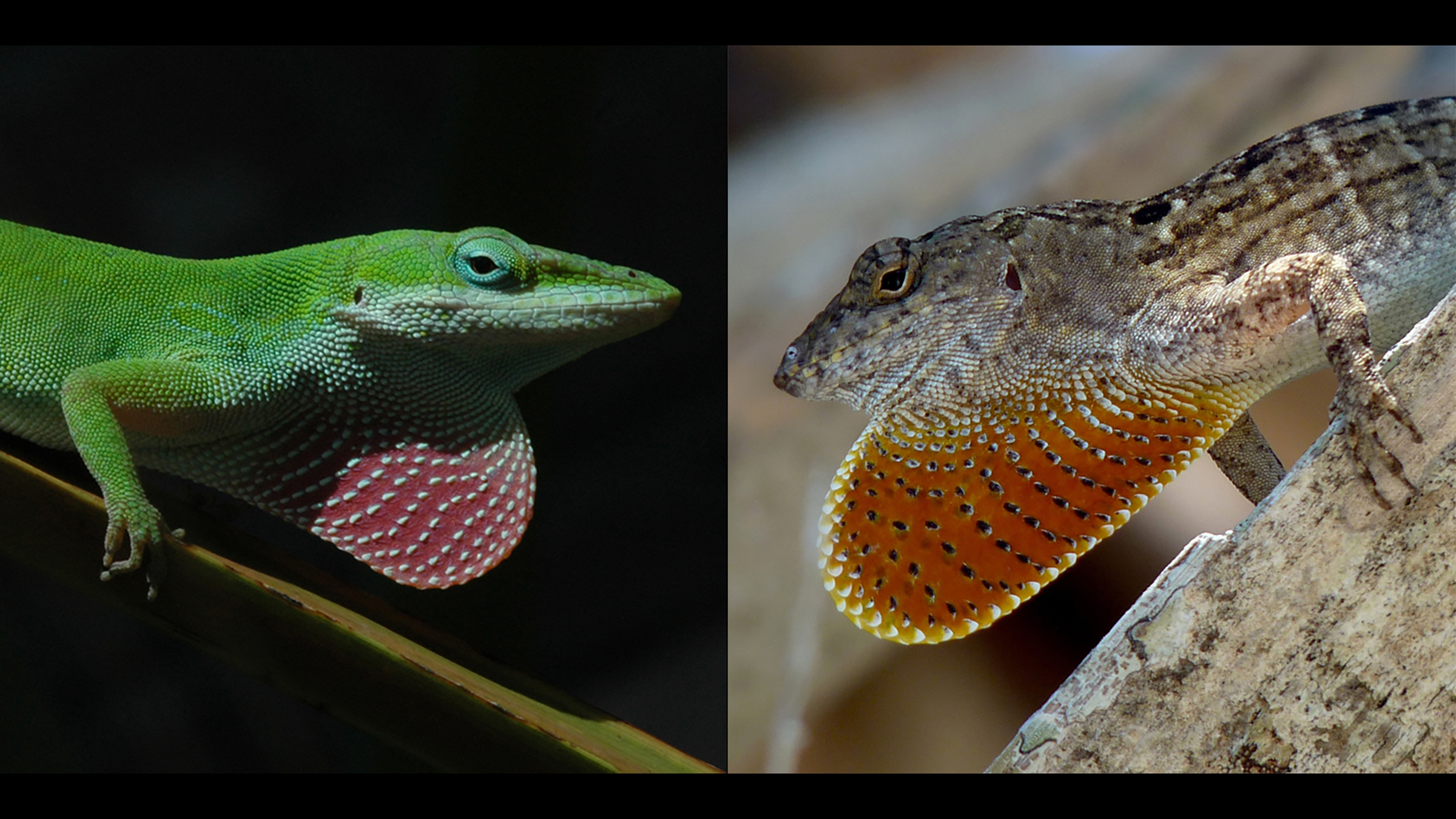 Florida Lizards Evolve Rapidly, Within 15 Years and 20 Generations ...