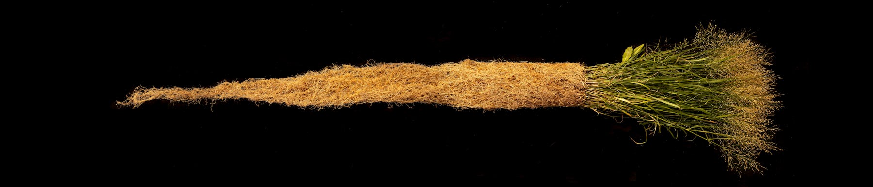 Switchgrass Genes Offer Advantages as Climate Change Tool | College of ...